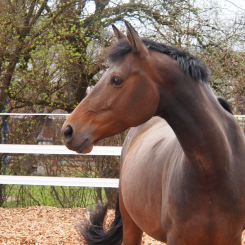 Home | Élevage du Perchet